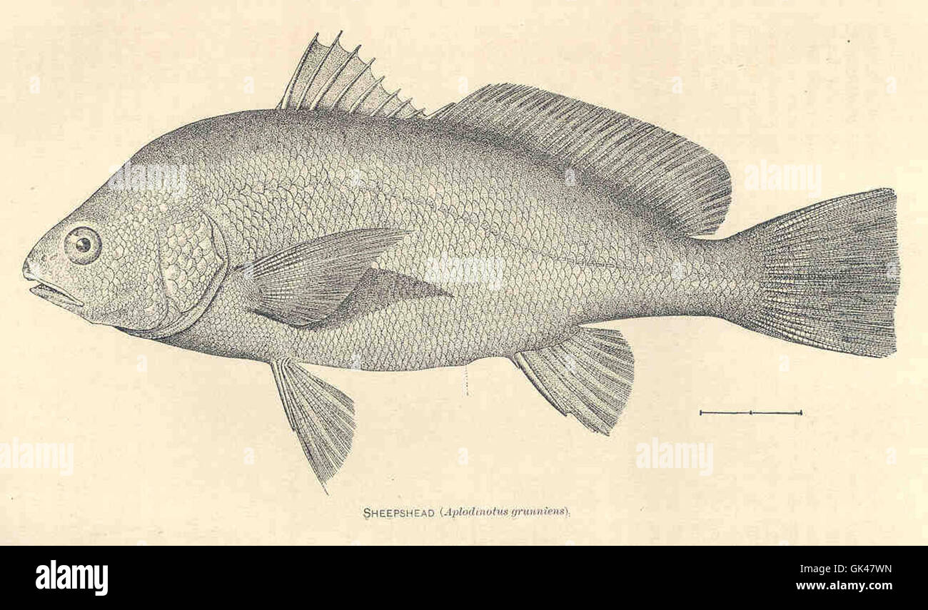 The sheepshead is a species of fish known for its distinctive teeth ...