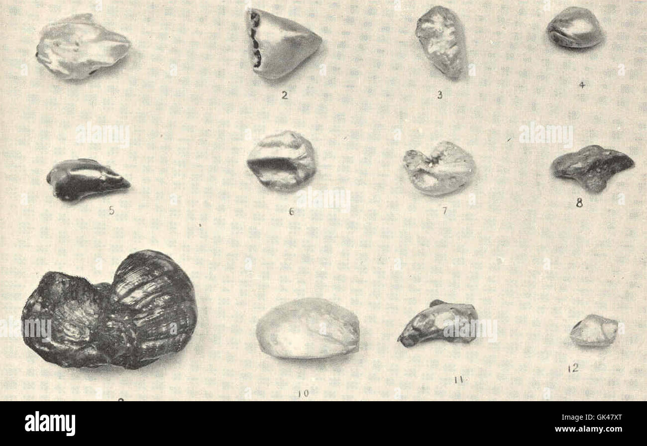 These large baroque pearls exhibit irregular nacreous growths. Their ...