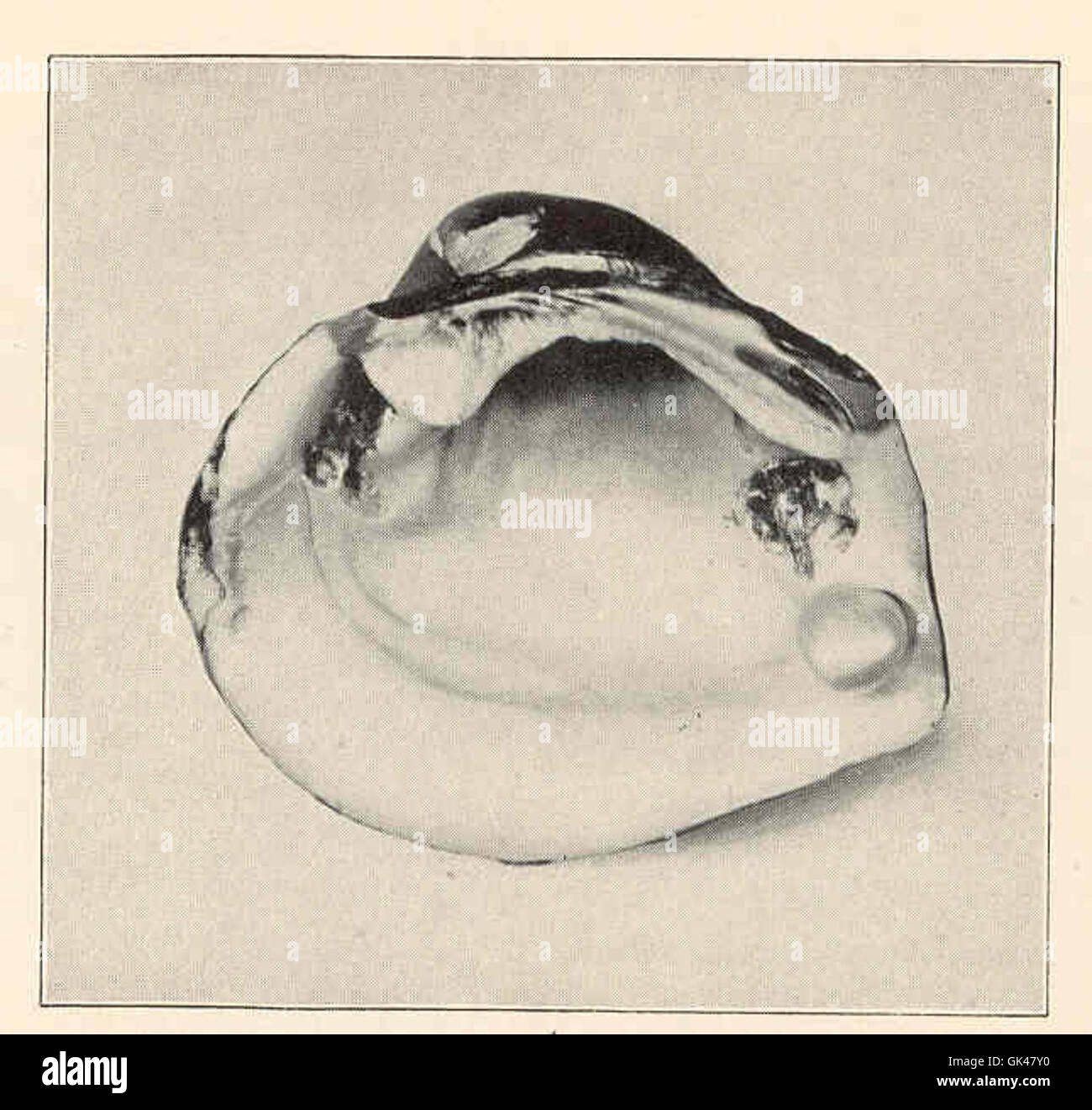 The Salmon-Colored Pearl, weighing 14.5 pearl grains, discovered loose ...