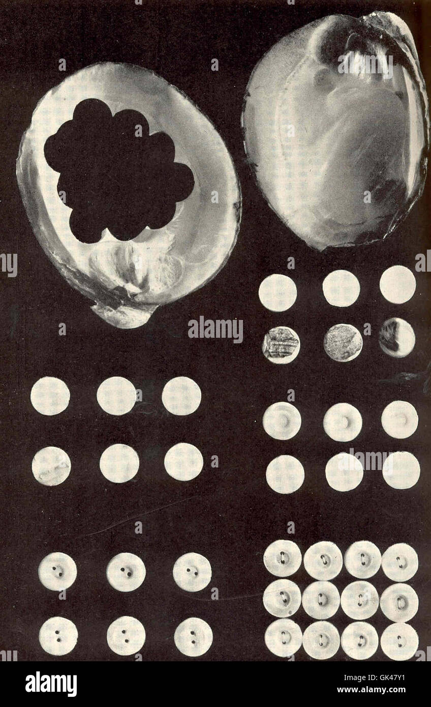 The valve of Unio, a freshwater mussel, is shown in its natural state ...