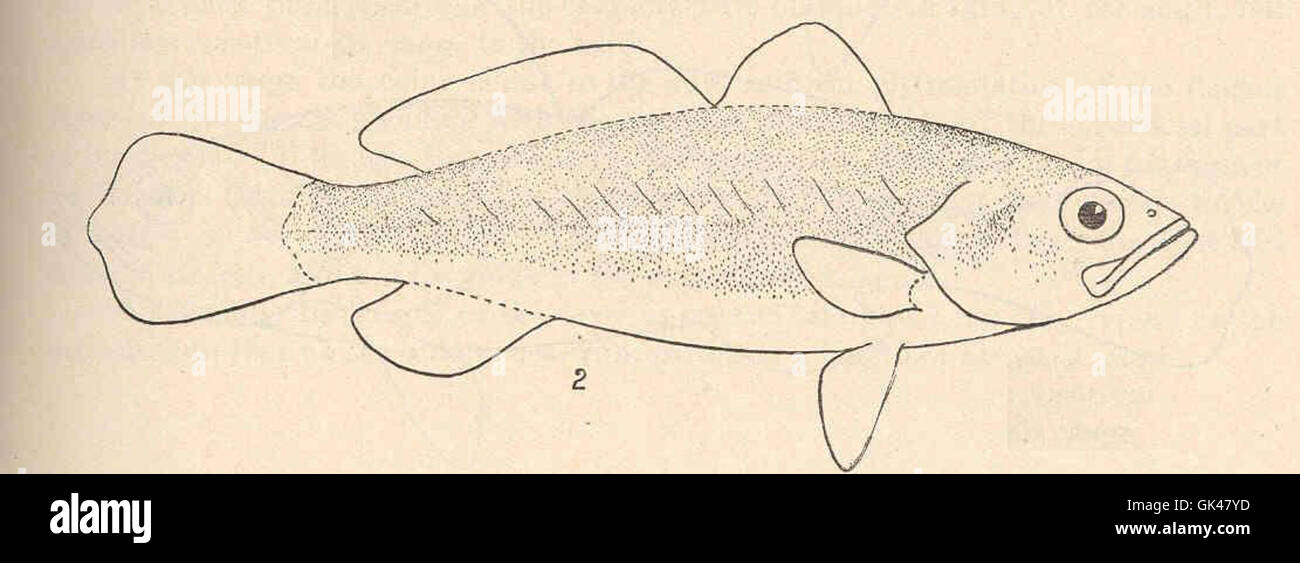 The weakfish or squeteague hi-res stock photography and images - Alamy