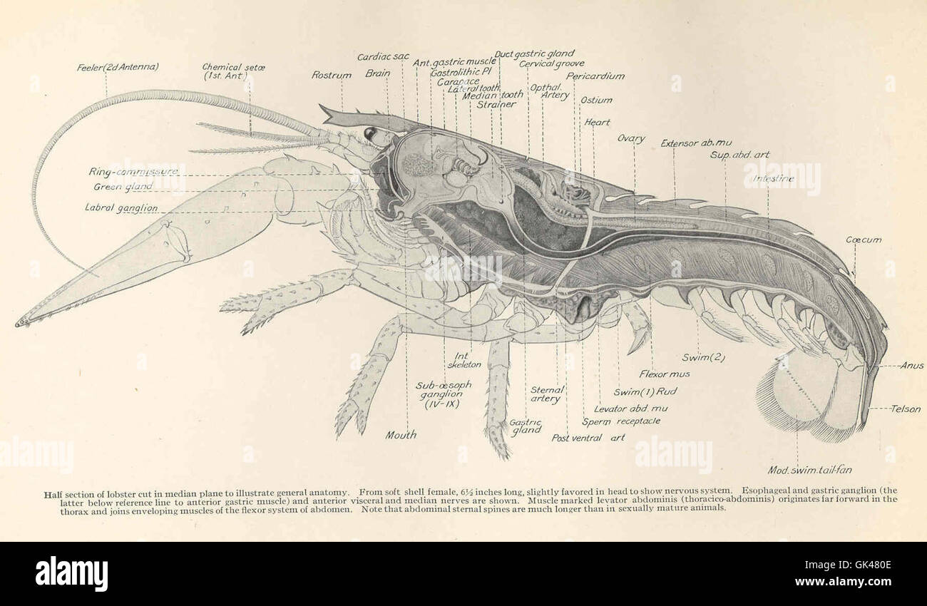 47892 Half section of lobster cut in median plane to illustrate general ...