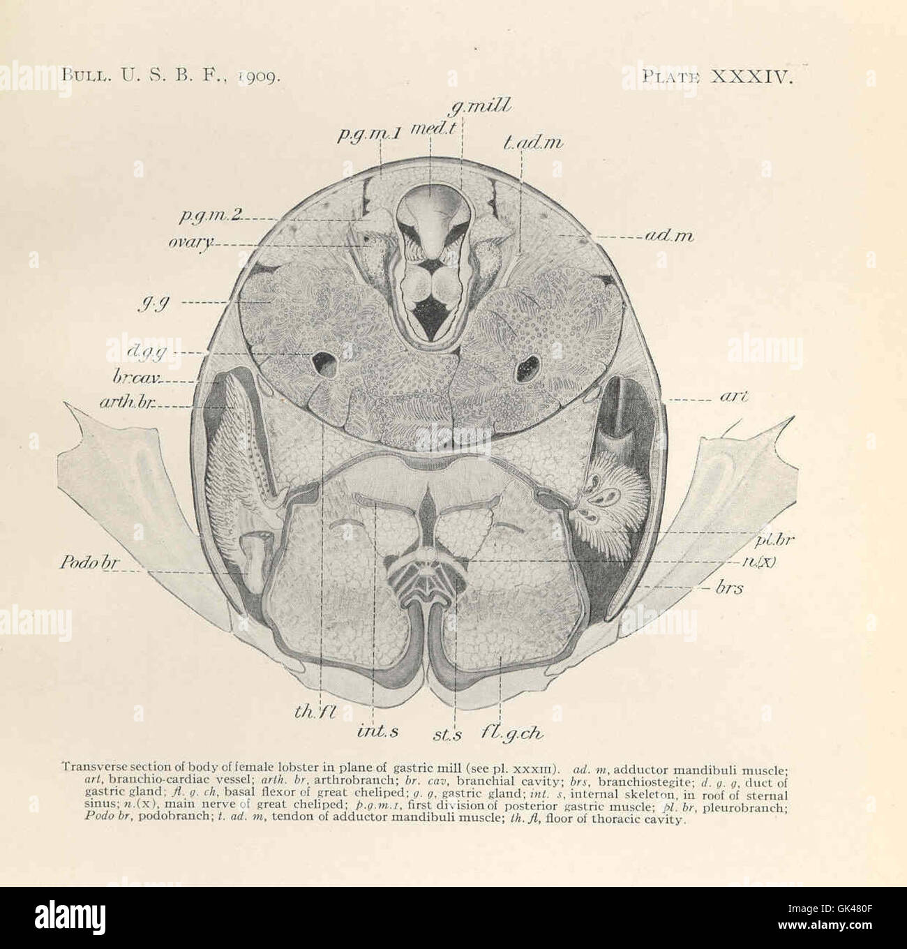 Transverse section hi-res stock photography and images - Alamy