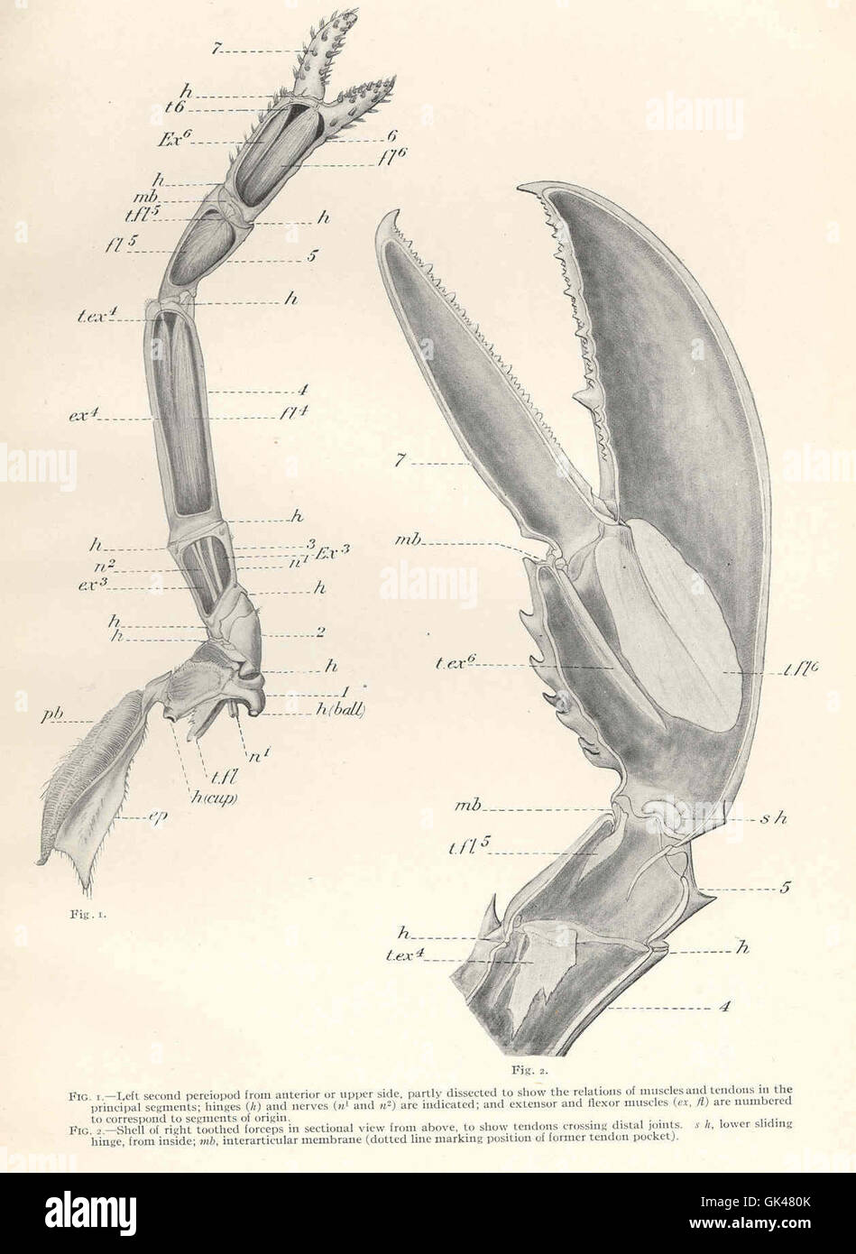 This diagram shows the left second periopod of a marine organism ...