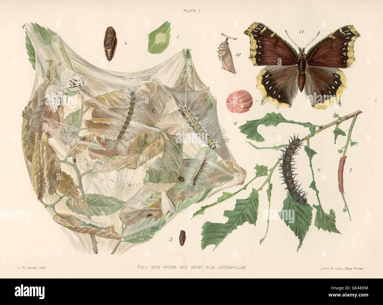 The Fall Web Worm (Hyphantria cunea) and Spiny Elm Caterpillar are ...