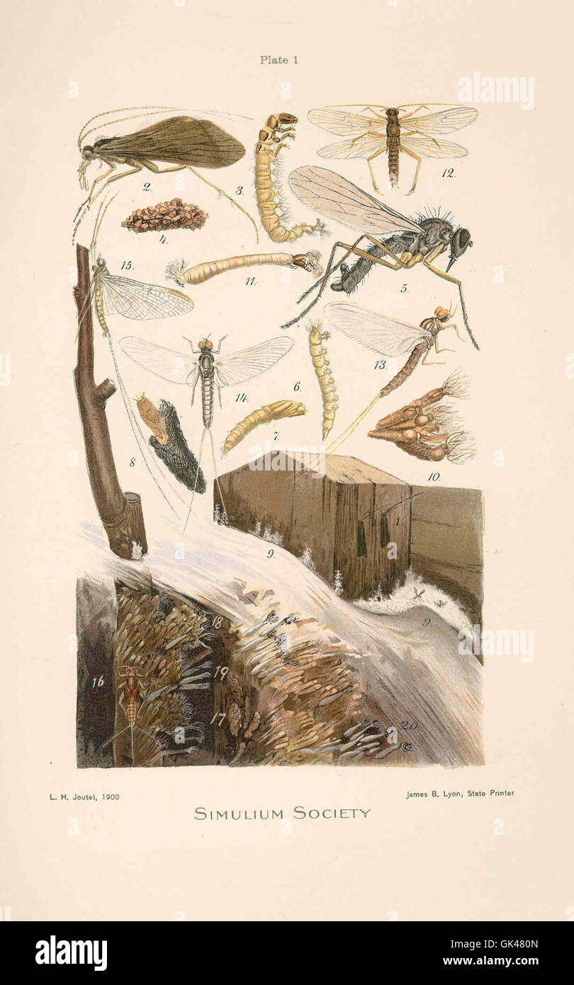 This image from the Simulium Society illustrates the life cycle stages ...