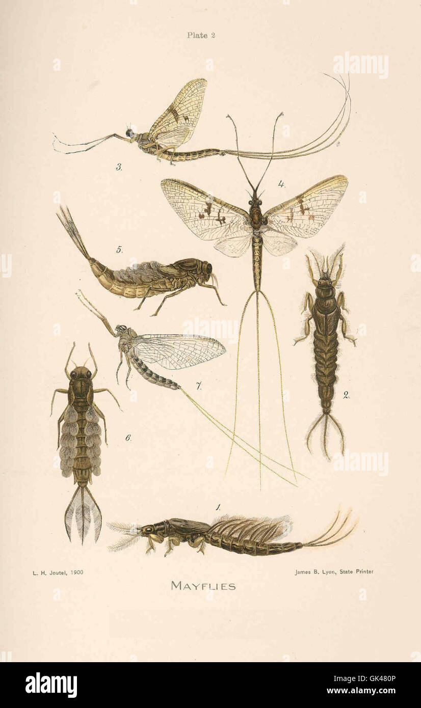 The mayfly species *Ephemera viria* is shown in its nymph stage ...