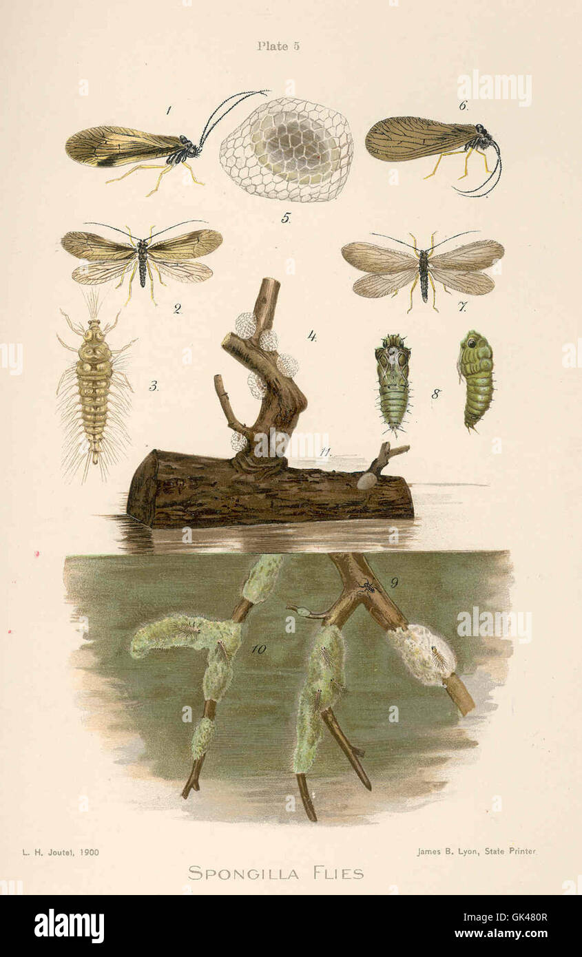 Spongilla Flies, identified as Climacia dictyona, are aquatic insects ...