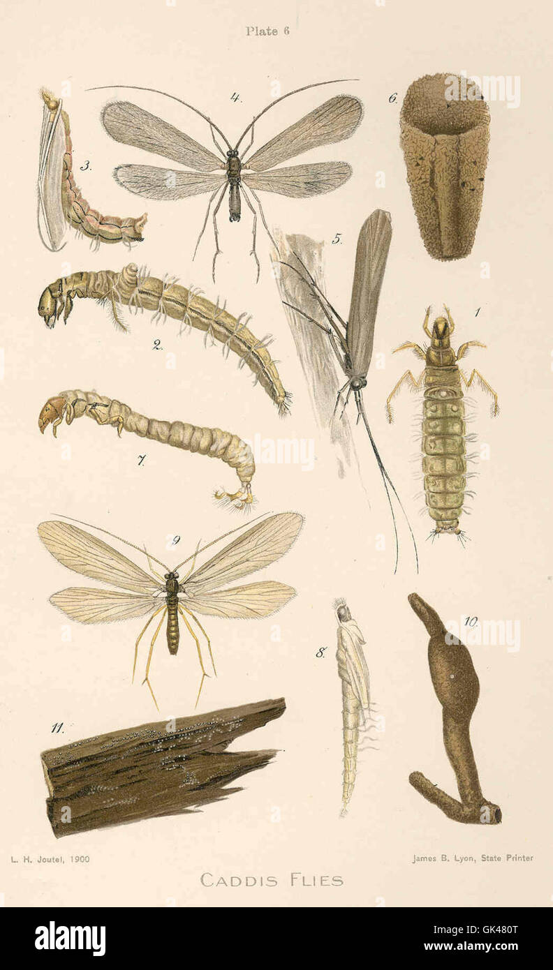 This image shows the life stages of the caddis fly Molanna cinerea ...