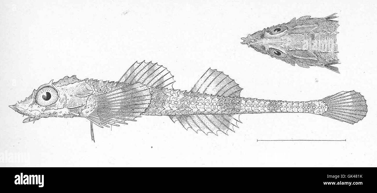 Marine ecosystem food web Black and White Stock Photos & Images - Alamy