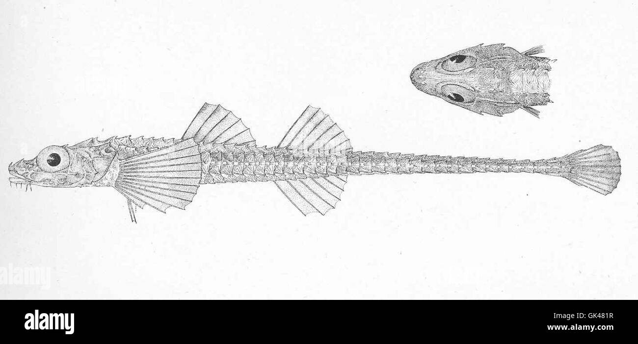 Triacanthus Black and White Stock Photos & Images - Alamy