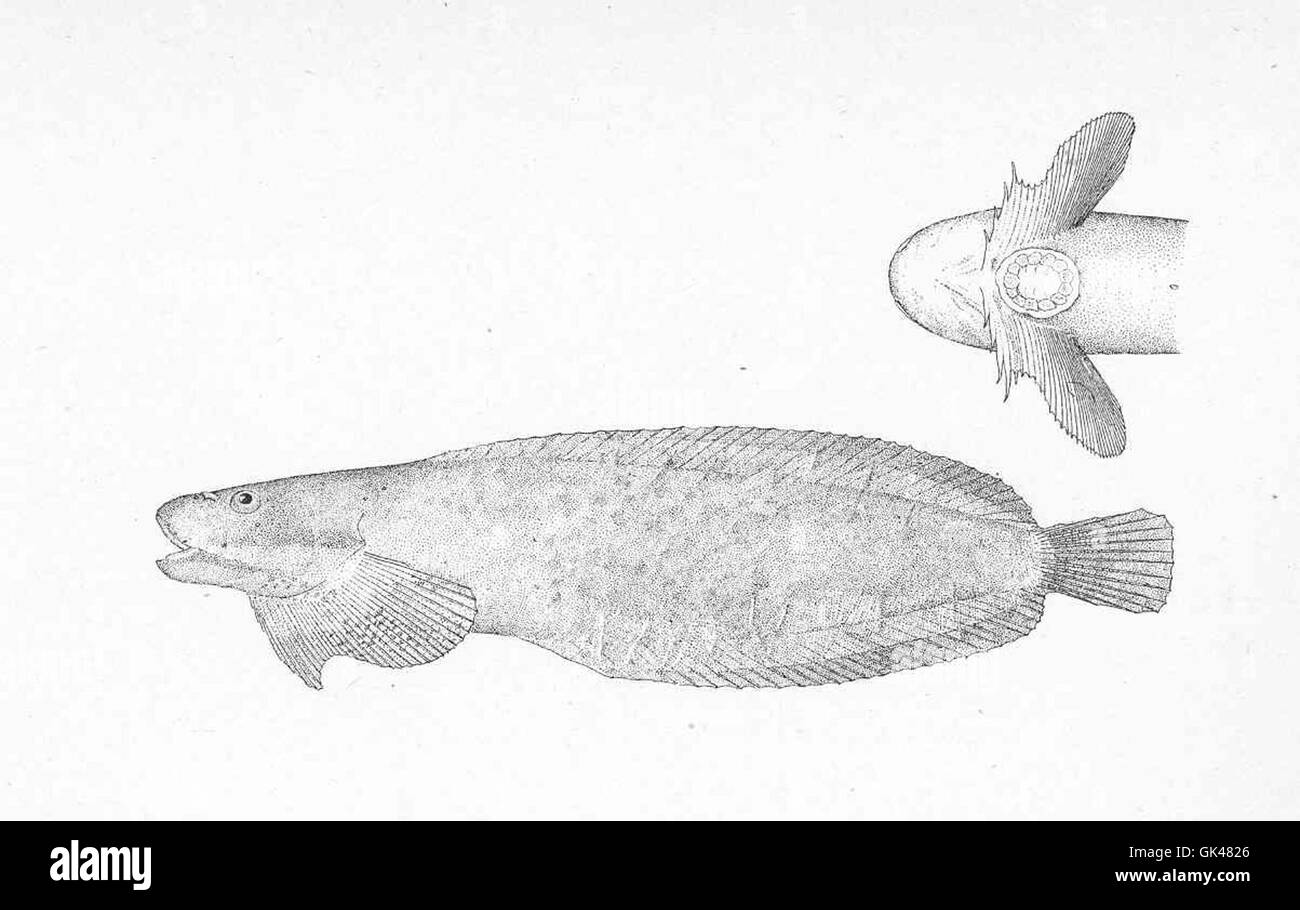 Cyclopus hi-res stock photography and images - Alamy