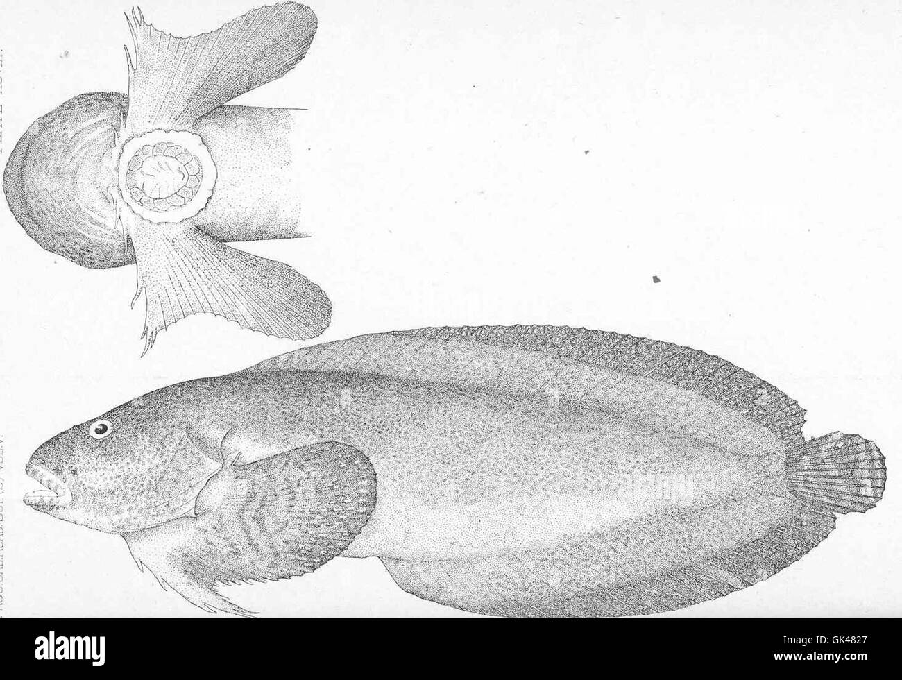 Liparis dennyi, also known as Dennys' snailfish, is a species found in ...