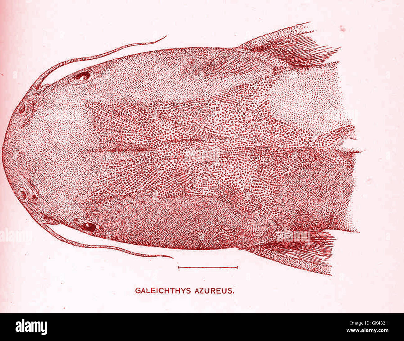Species of sea catfish in hi-res stock photography and images - Alamy