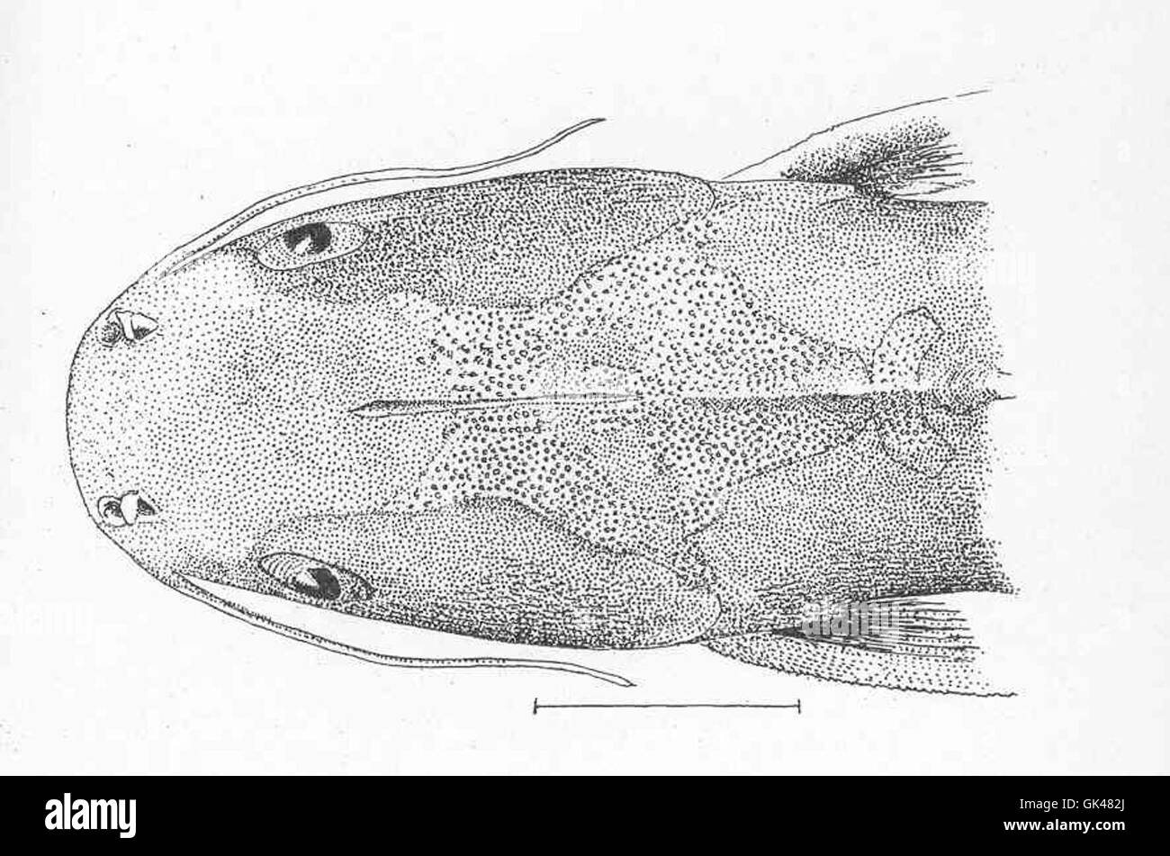 47937 Galeichthys gilberti Stock Photo - Alamy