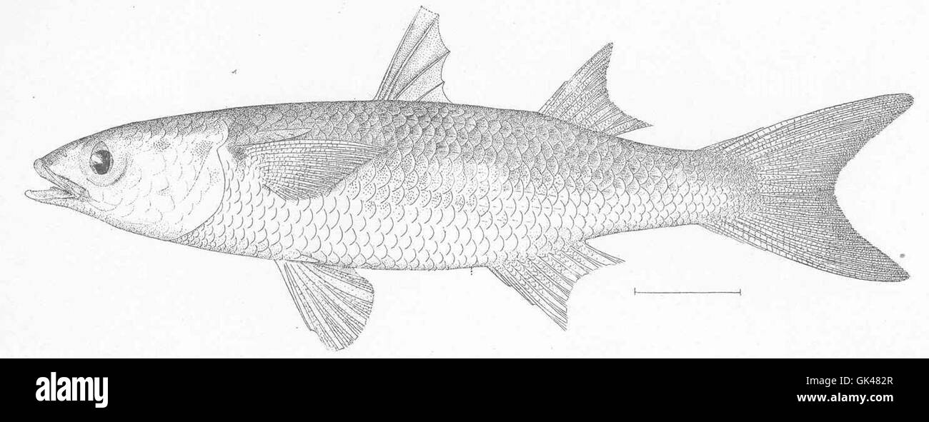 Fish range Cut Out Stock Images & Pictures - Alamy