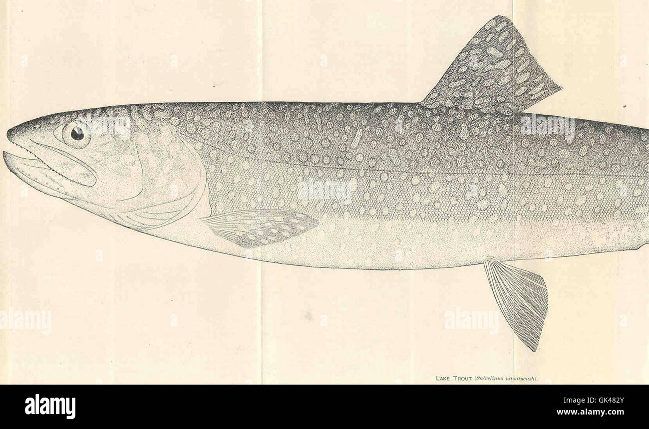 Map of trout lake hi-res stock photography and images - Alamy