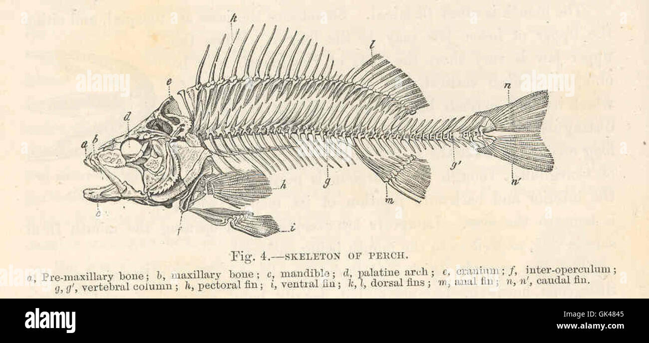 Perch skeleton hi-res stock photography and images - Alamy