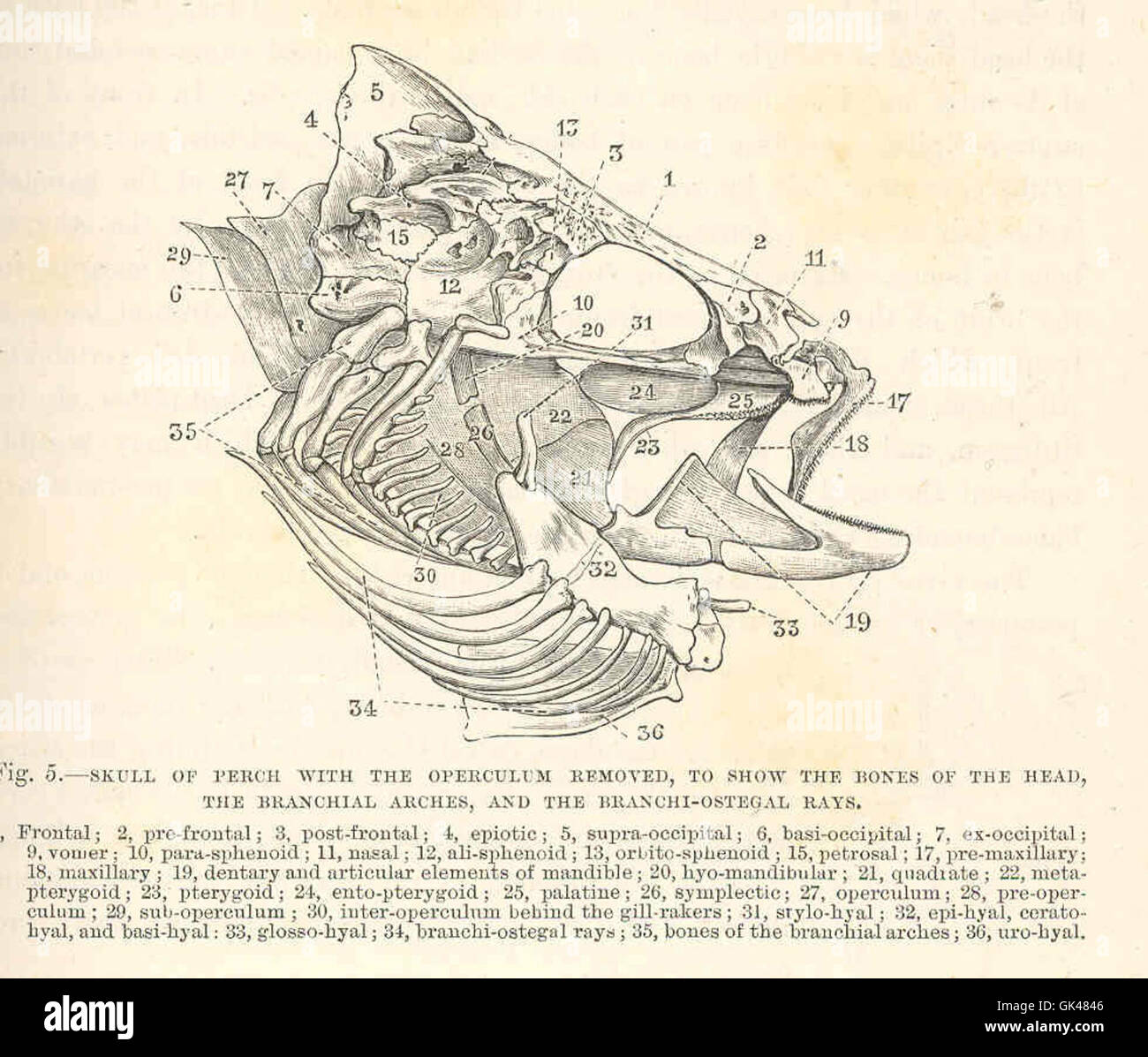 This detailed study of a perch skull shows the removal of the operculum ...