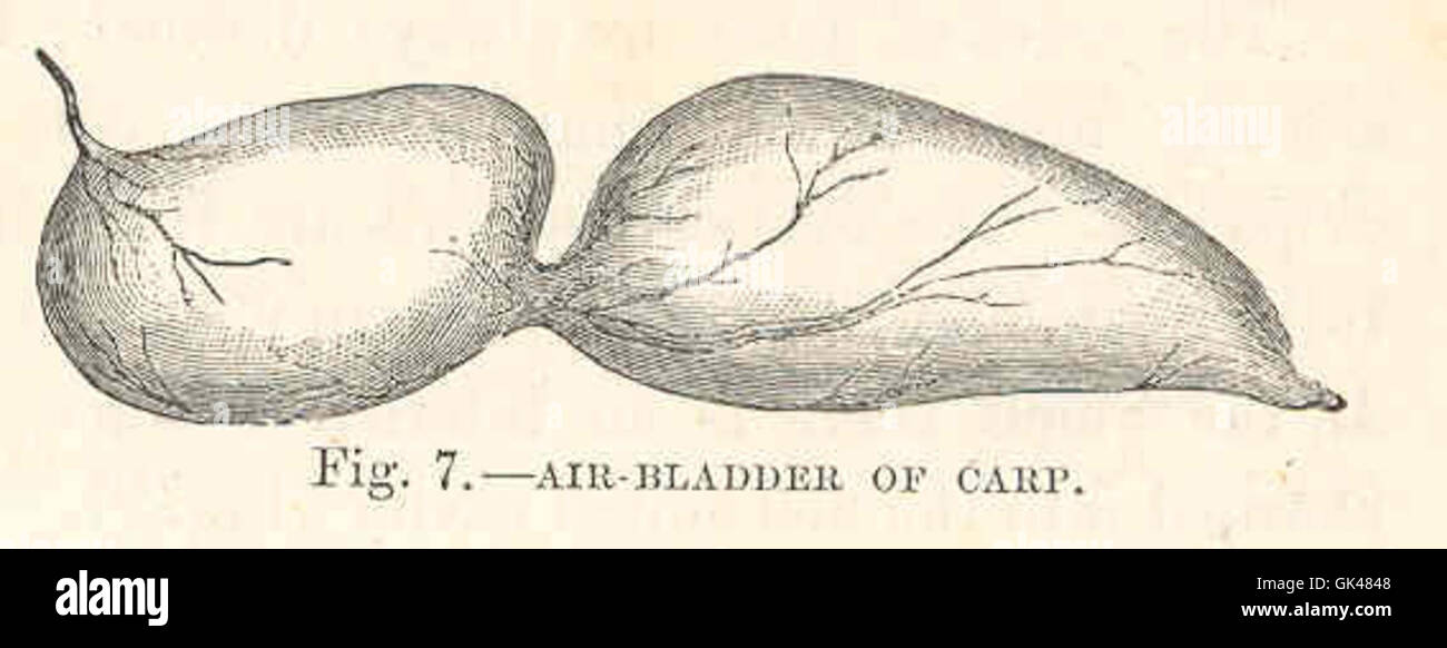 The air bladder, or swim bladder, of a carp is a vital organ that helps ...