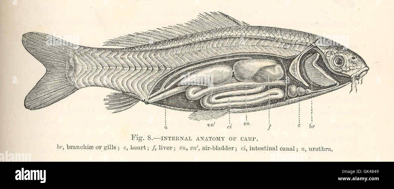 47973 Internal Anatomy of Carp Stock Photo - Alamy