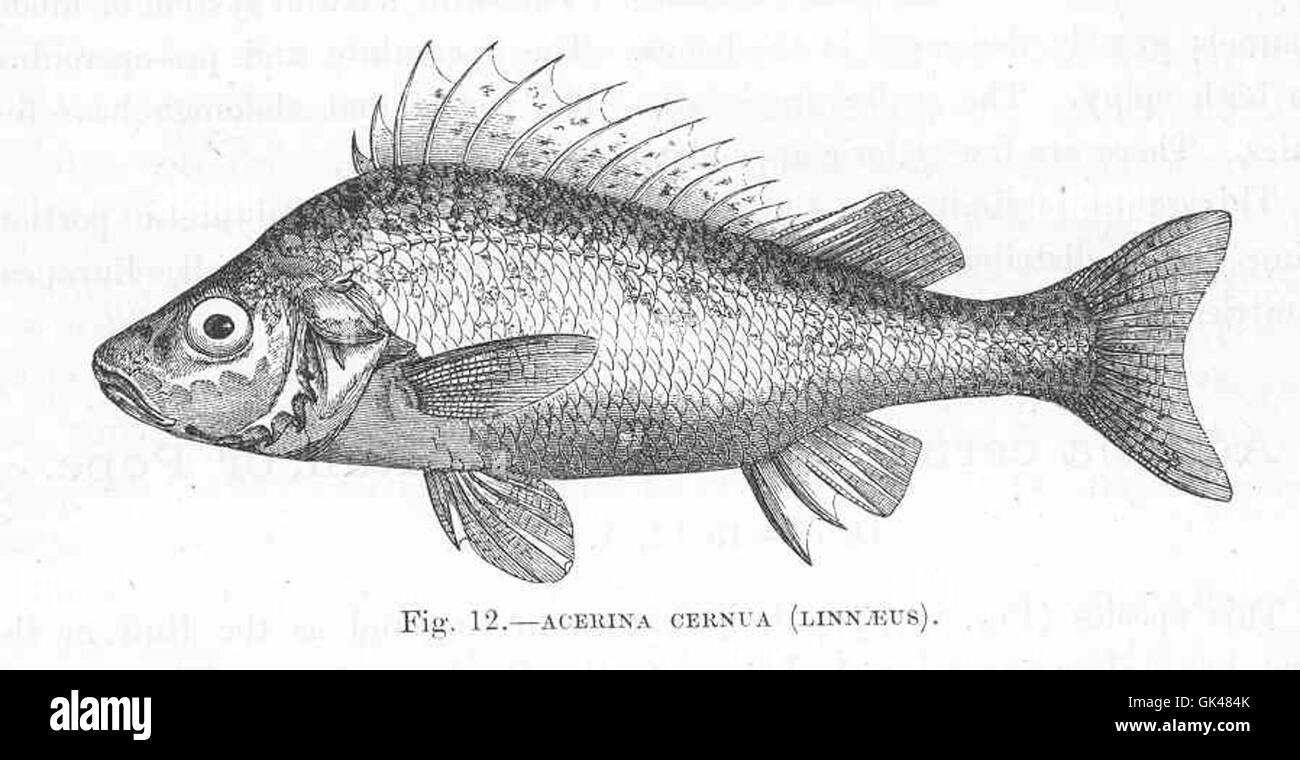 Acerina cernua, also known as the ruffe, is a small species of ...