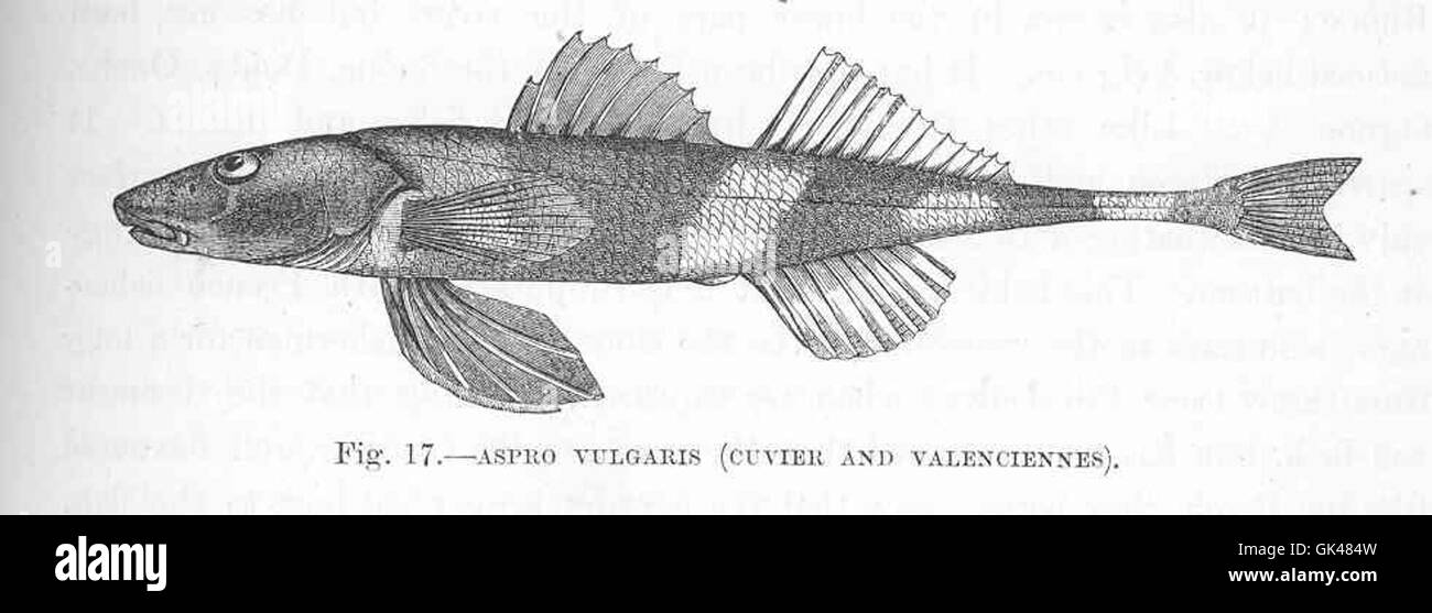 Cuvier and valenciennes Black and White Stock Photos & Images - Alamy
