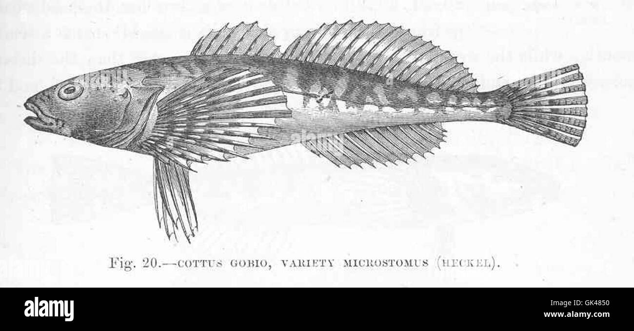 47988 Cottus gorio, variety Microstomus (Heckel Stock Photo - Alamy