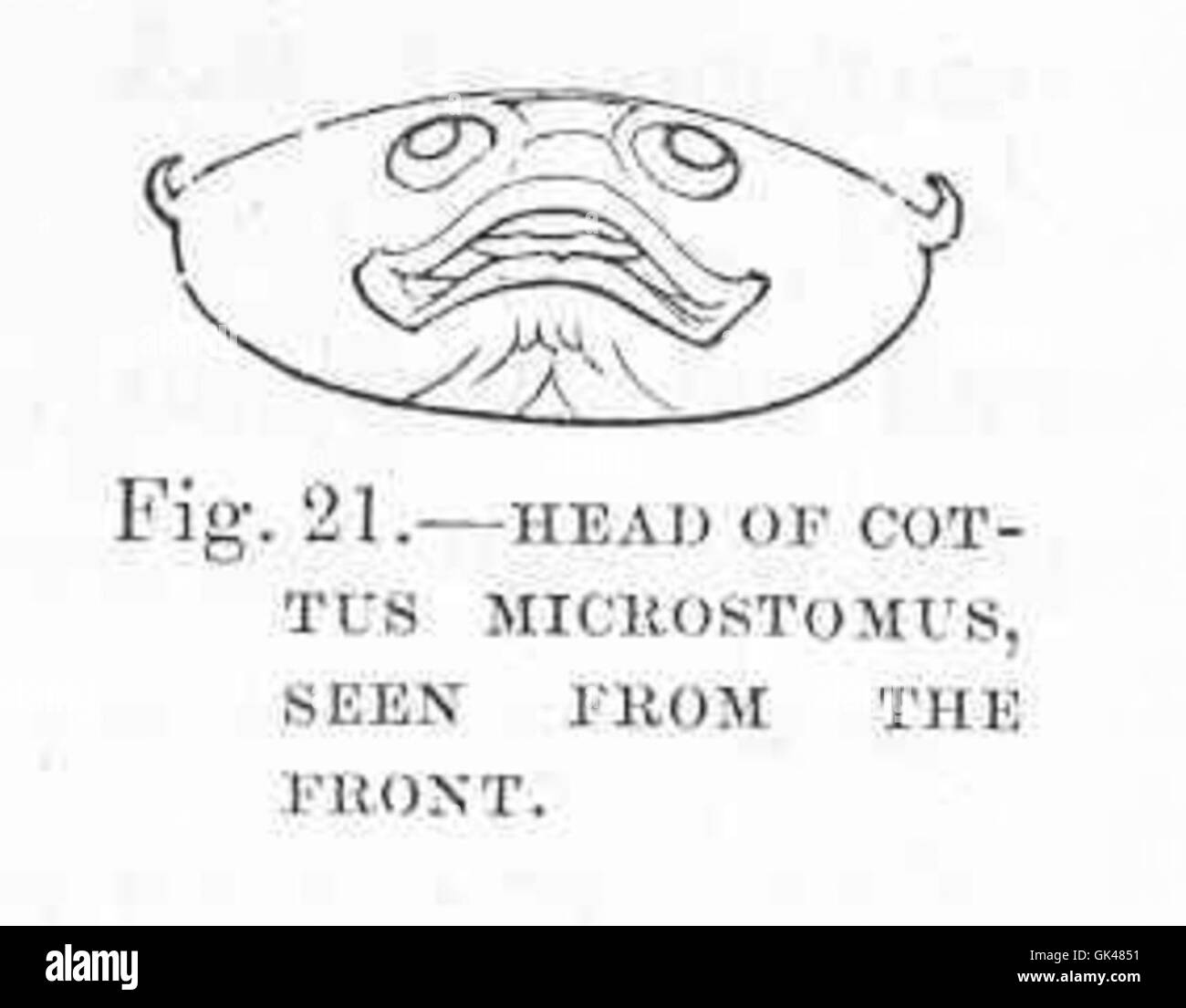 The front view of the head of Cottus microstomus, a species of ...