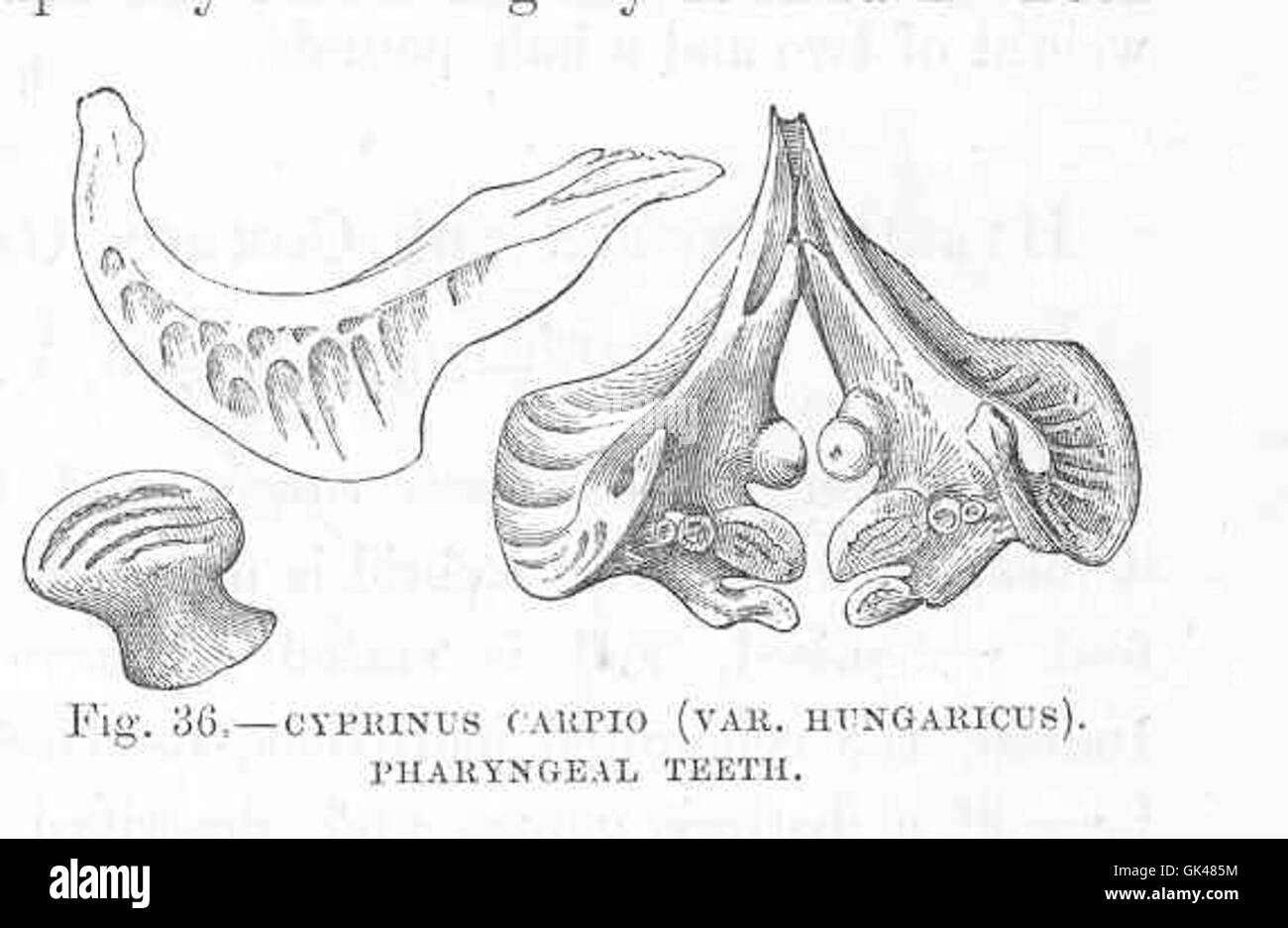 Pharyngeal teeth Black and White Stock Photos & Images - Alamy