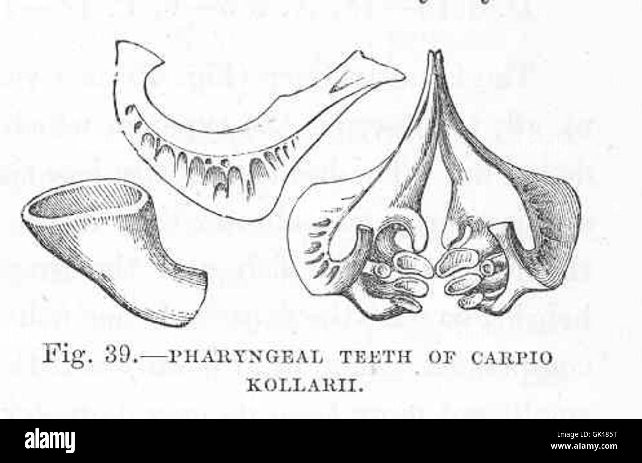 The pharyngeal teeth of Carpio kollarii, a species of freshwater fish ...