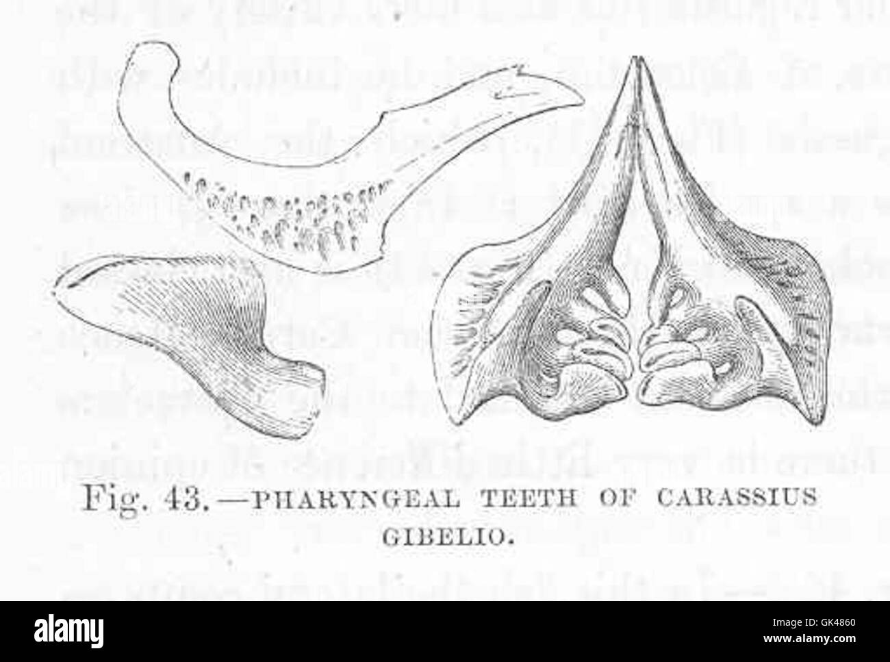 The pharyngeal teeth of Carassius gibelio, a species of freshwater fish ...