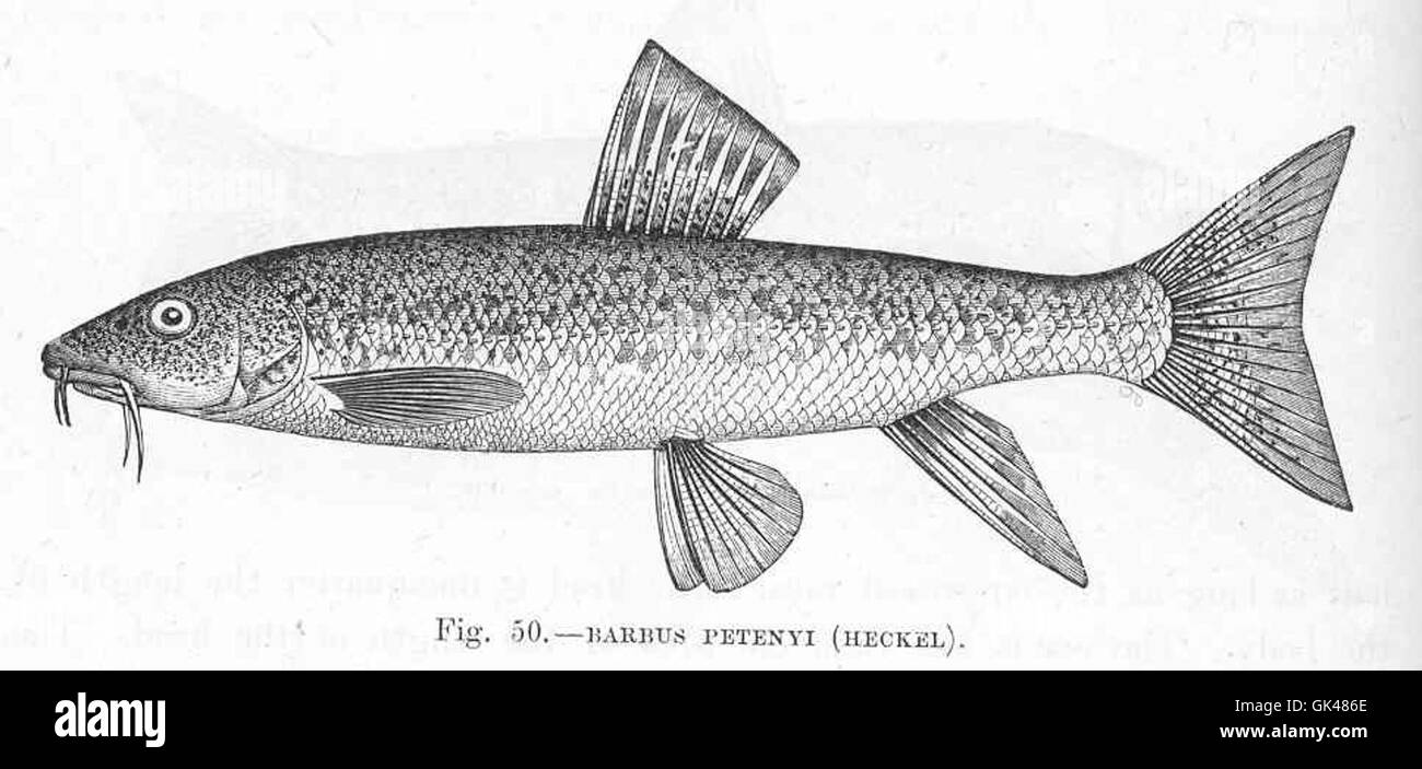 Barbus petenyi, a freshwater fish species, is native to rivers in ...