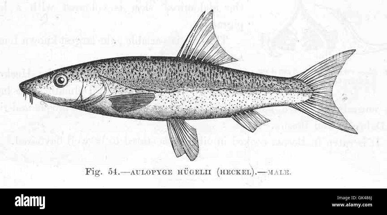 Aulopyge hugelii, a species of catfish native to Africa, with the male ...