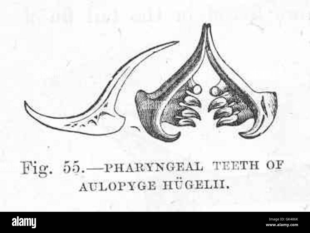 This close-up shows the pharyngeal teeth of Aulopyge hugelii, a species ...