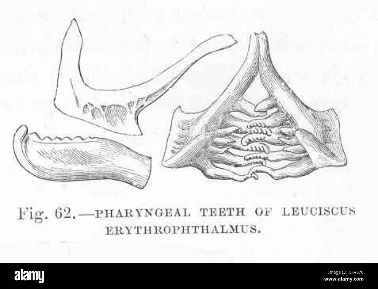 The pharyngeal teeth of Leuciscus erythrophthalmus, commonly known as ...