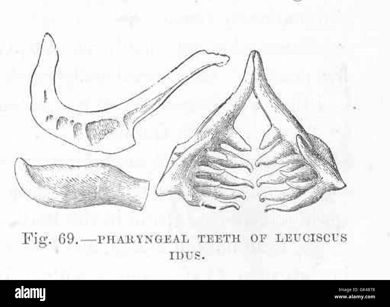 Pharyngeal teeth Black and White Stock Photos & Images - Alamy