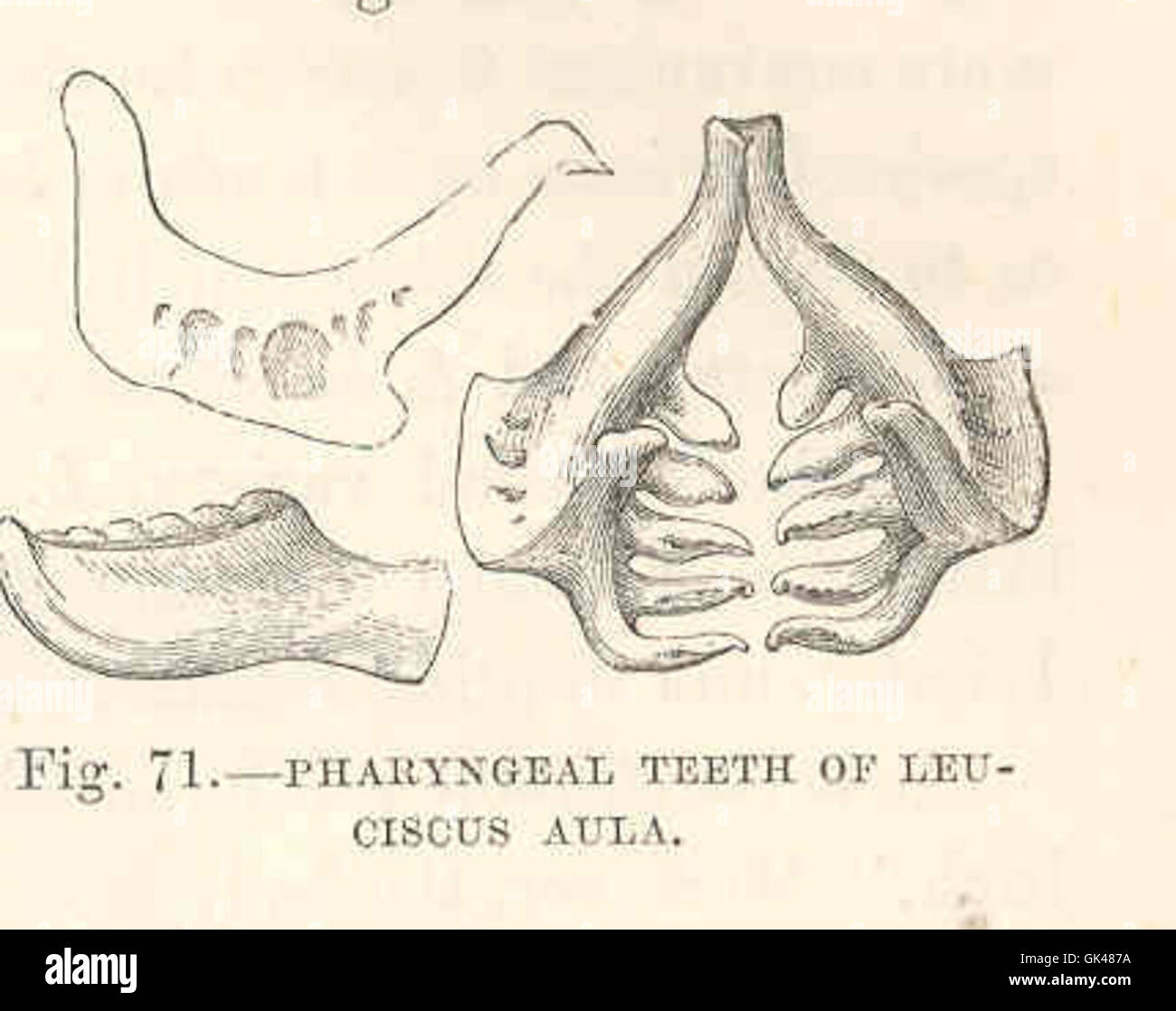 The pharyngeal teeth of Leuciscus aula, a freshwater fish species, are ...