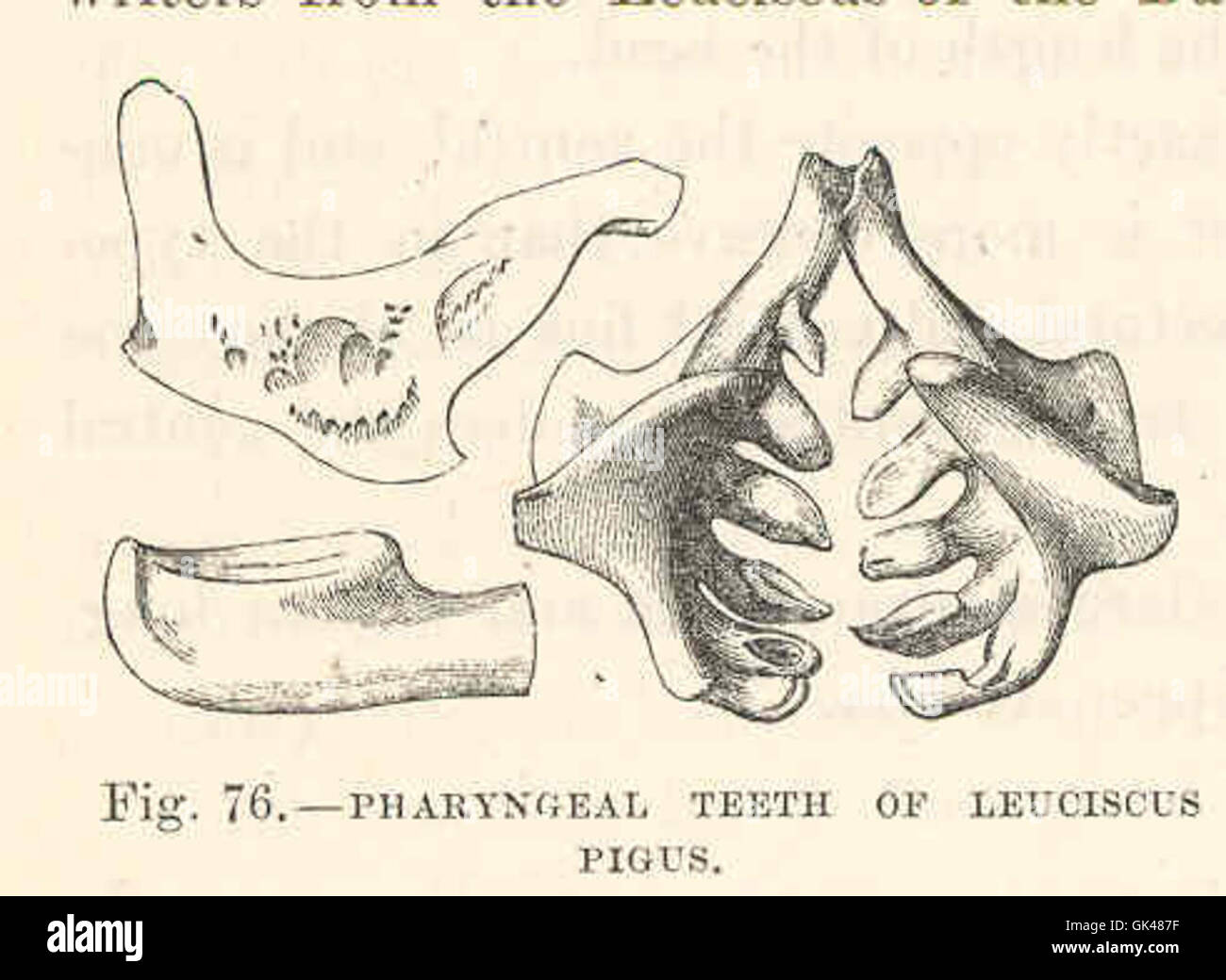 The pharyngeal teeth of Leuciscus pigus, a species of freshwater fish ...