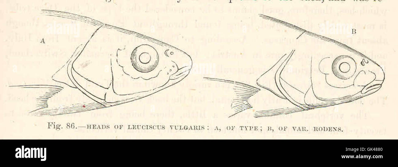Leuciscus vulgaris, also known as the common dace, is a species of ...