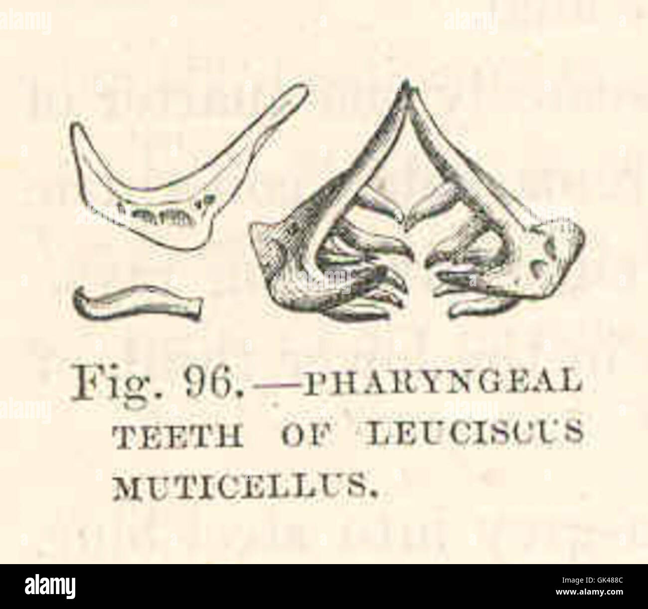 48064 Pharyngeal Teeth of Leuciscus Muticellus Stock Photo - Alamy