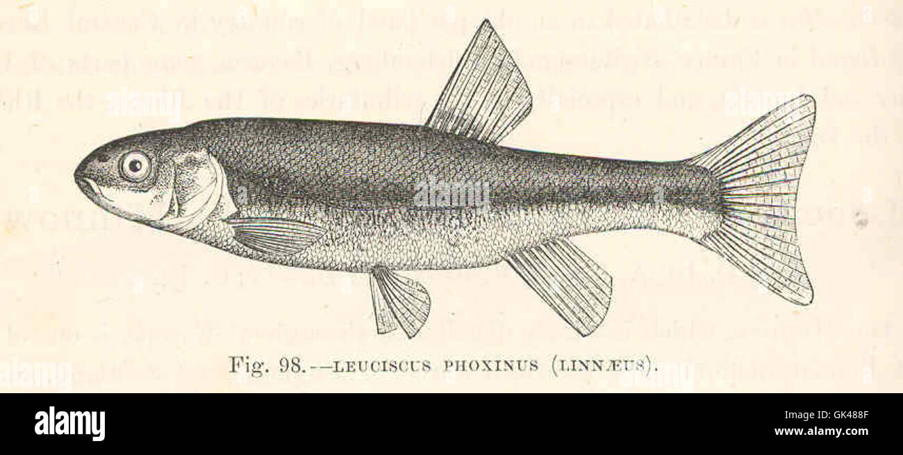 Leuciscus phoxinus hi-res stock photography and images - Alamy