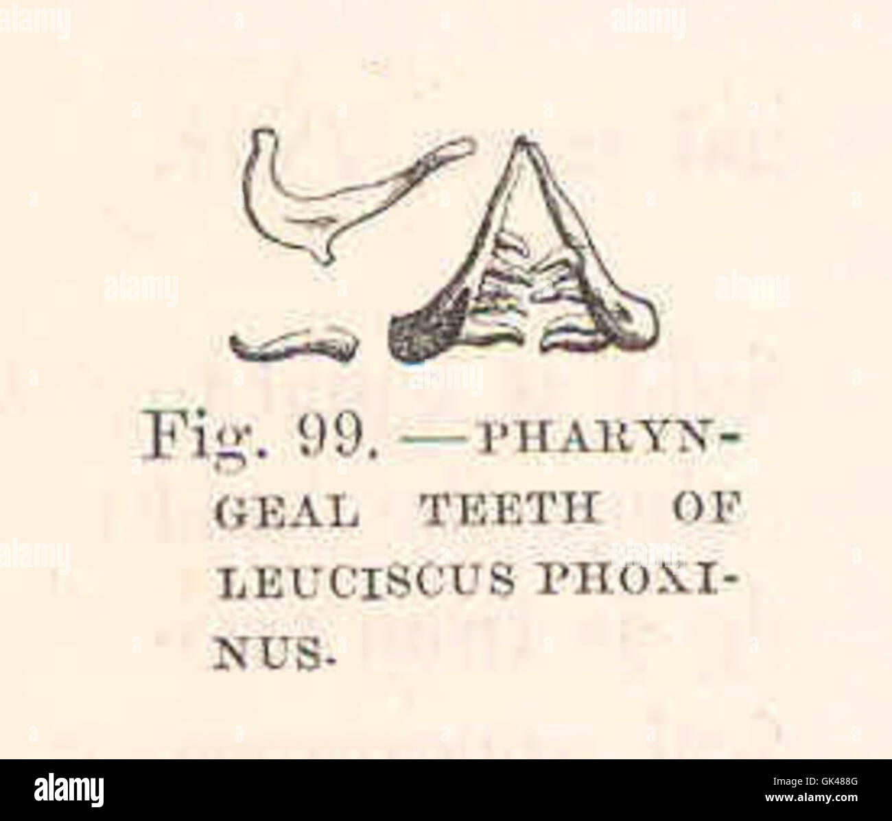 The pharyngeal teeth of Leuciscus proxinus, also known as the common ...