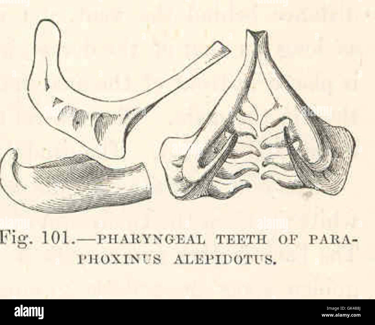 The pharyngeal teeth of Paraphoxinus alepidotus, a species of fish, are ...