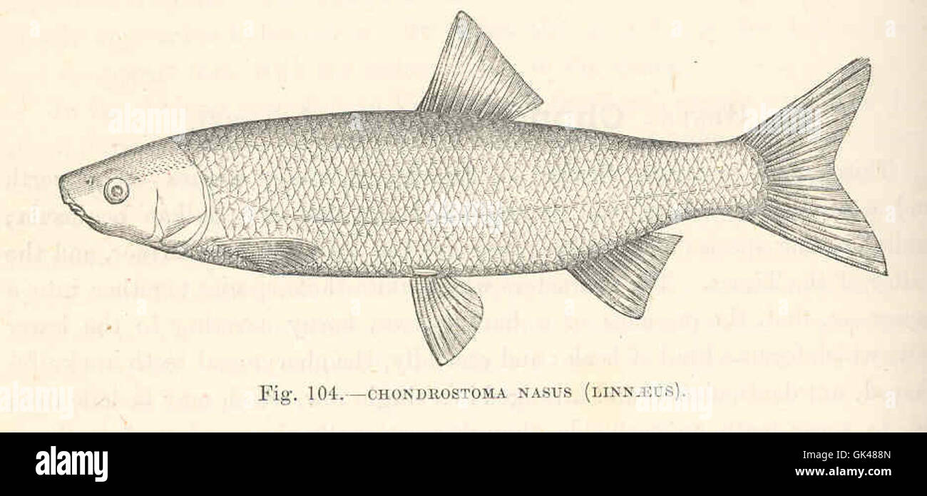 Chondrostoma nasus, also known as the Nase, a freshwater fish species ...