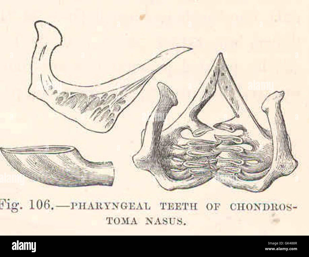 The pharyngeal teeth of Chondrostoma nasus, also known as the nase, a ...