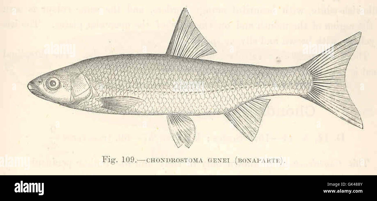 Chondrostoma genei, also known as Gene's sturgeon, is a species of ...