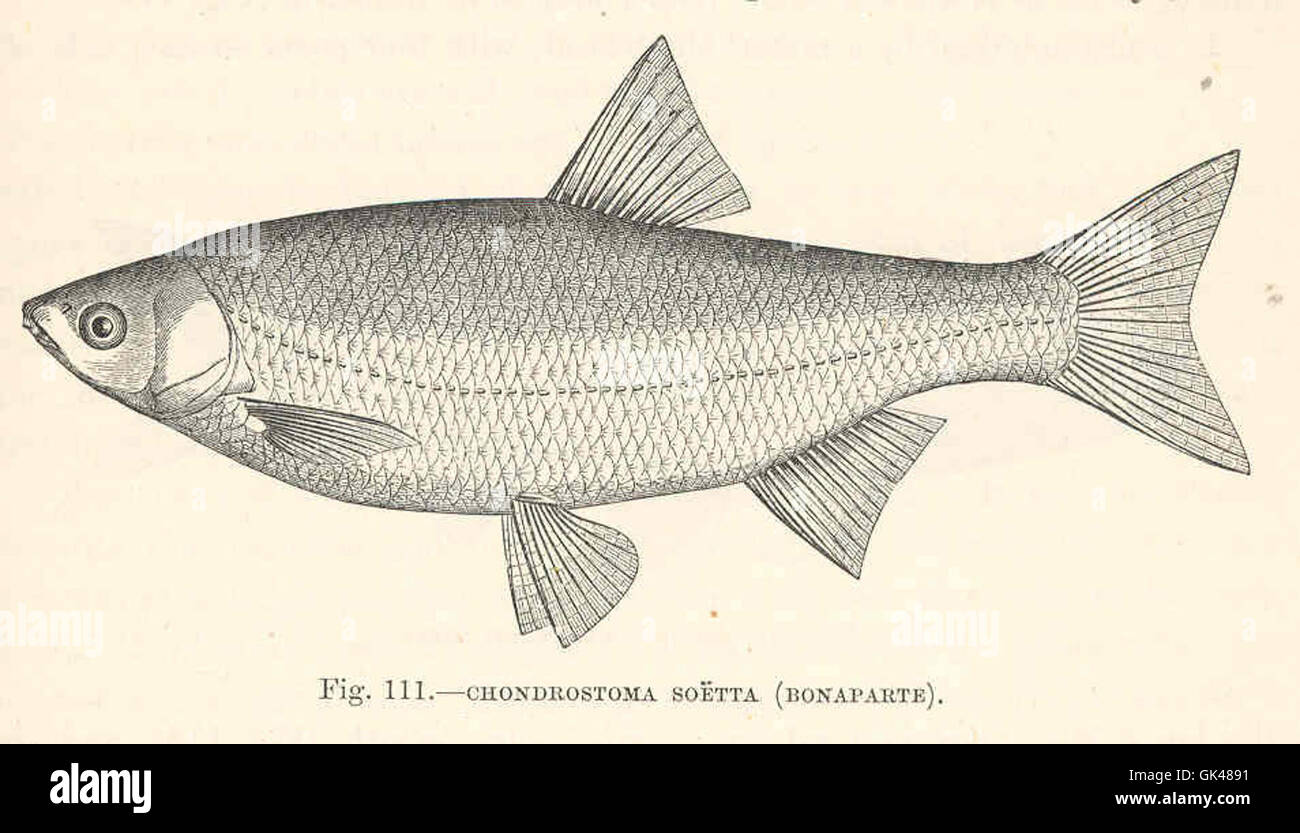 Soetta hi-res stock photography and images - Alamy