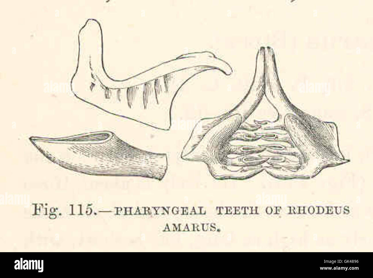 Amarus hi-res stock photography and images - Alamy