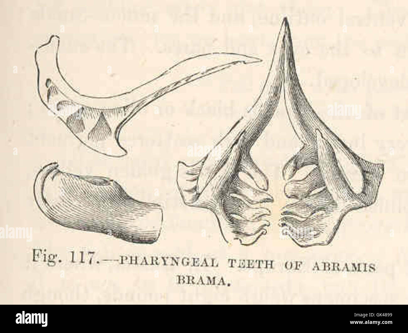 The pharyngeal teeth of Abramis brama, also known as the common bream ...